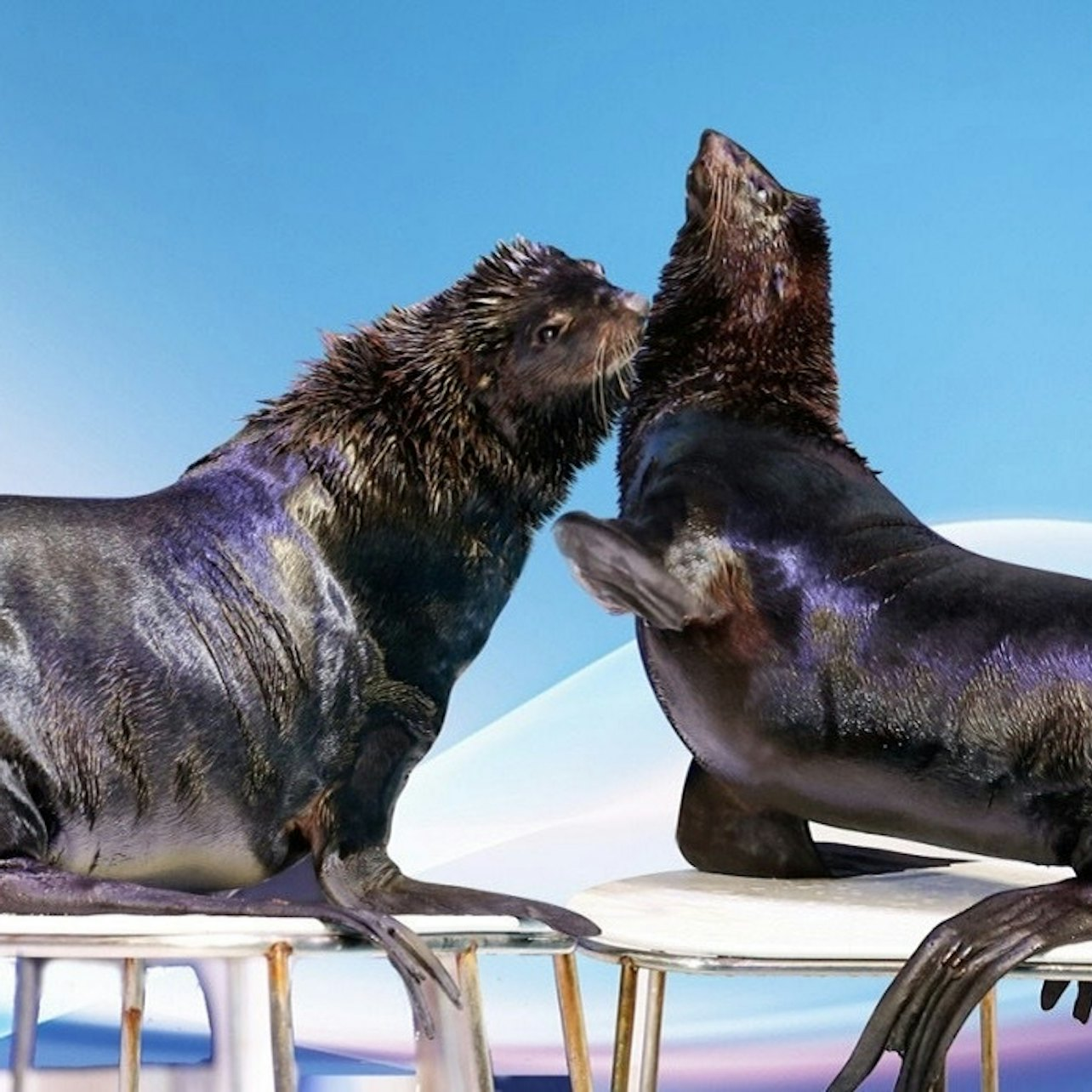 두바이의 Dubai Dolphinarium: Dolphin and Seal Show | Pelago