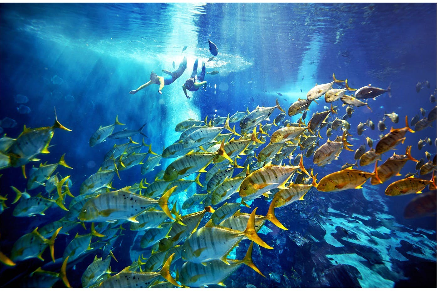 The Lost Chamber Aquarium: Aquarium Experiences in Dubai | Pelago