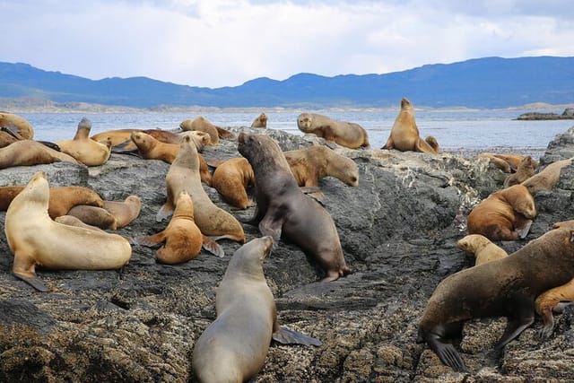 Beagle Channel and Seal Island Catamaran Tour from Ushuaia in Ushuaia ...