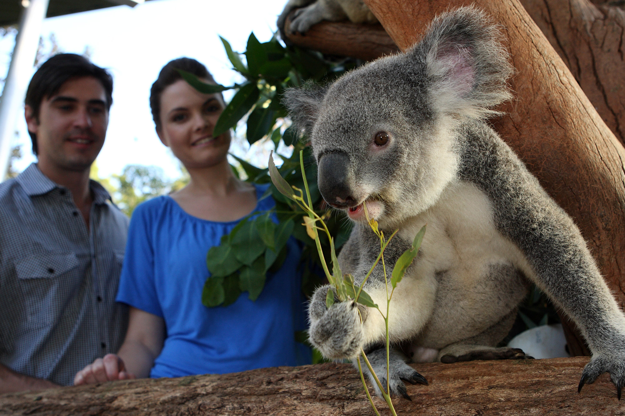 Taronga Zoo Entry with Return Ferry or Harbour Hopper Pass in Sydney ...