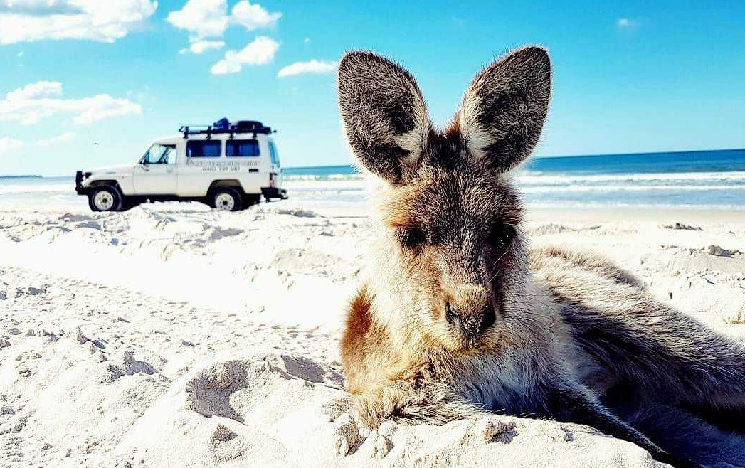 Bribie Island 4X4 Adventure Day Tour in Moreton Bay | Pelago