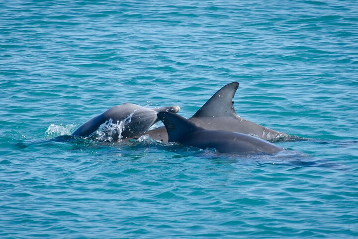 Perth to Monkey Mia & Return in Perth | Pelago