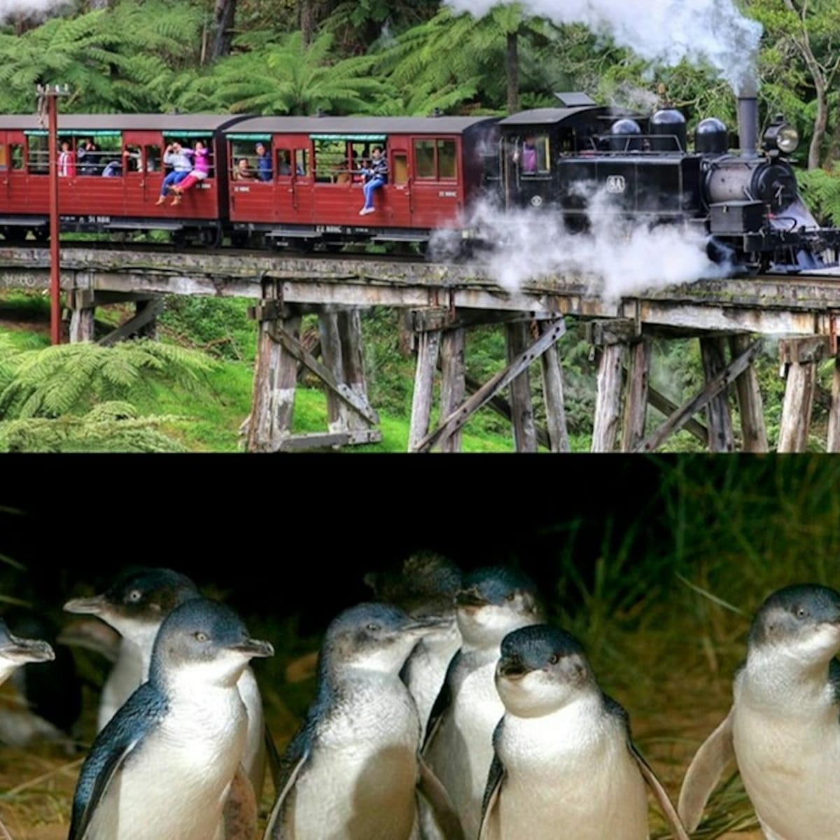 Puffing Billy & Phillip Island Penguin Parade: Bus & Train Tour from ...