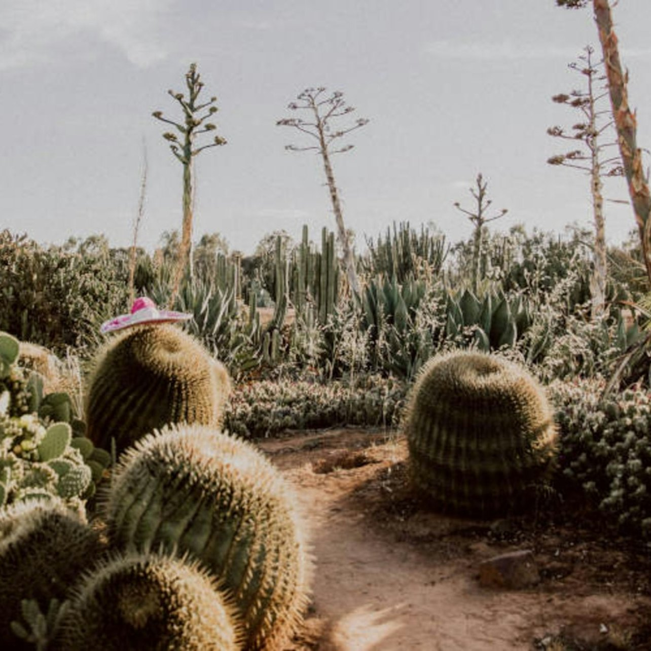 Strathmerton: Cactus Country Entry Ticket ใน สตราทเมอร์ตัน | Pelago