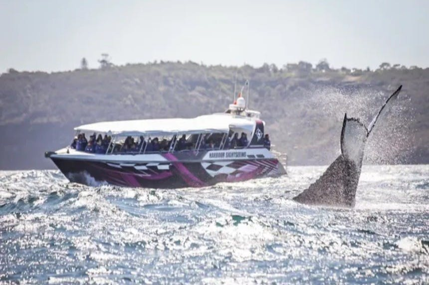 Sydney: Whale Watching Explorer Cruise in Sydney | Pelago