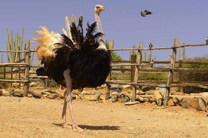 Ostrich Farm Hours