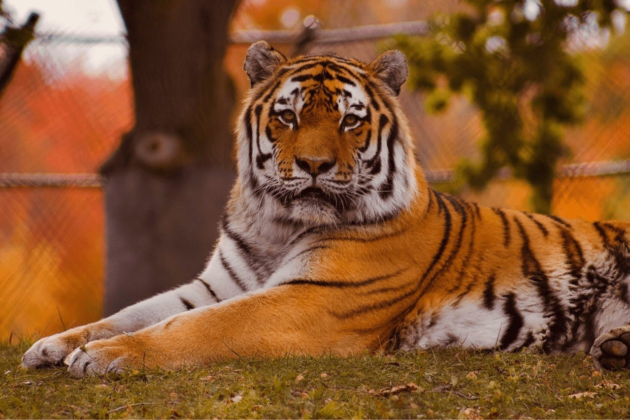 Wilder Tiger Clipart Chinesischer Tiger Unter Bambus. Wilder
