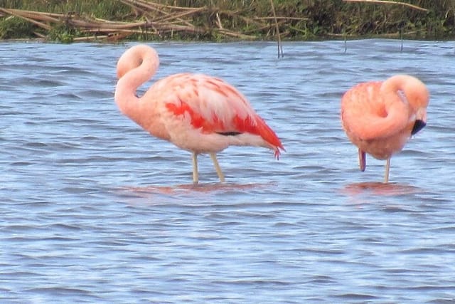 Quenuir / Maullin Bird Watching in Puerto Varas | Pelago