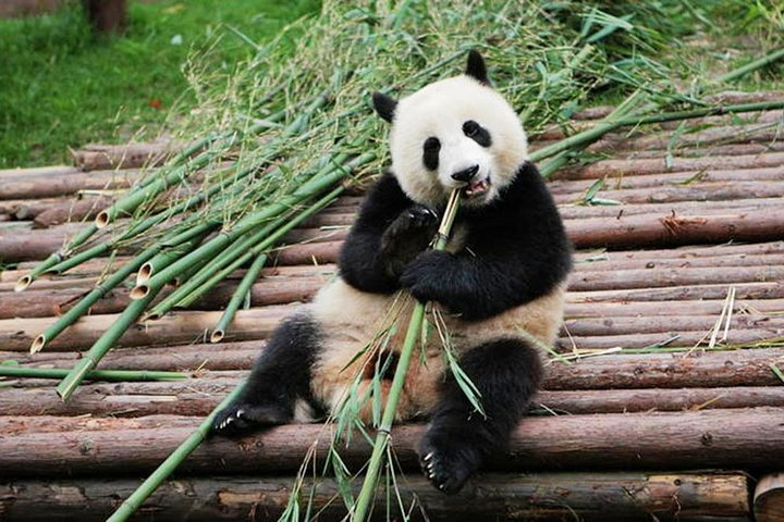 Half-Day Tour at Chengdu Panda Breeding Research Base in Chengdu | Pelago