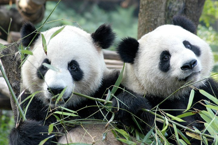 Private Half-Day Chengdu Panda Breeding Center Tour with Optional ...