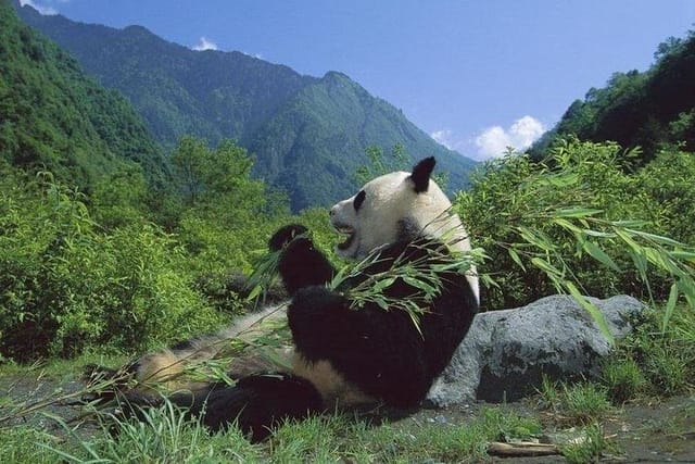 Private Wolong Panda Base and Earthquake Site Day Tour in Chengdu | Pelago