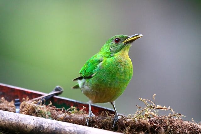 Cali: Bird Watching | Birding In The Jungle Of Cali in Cali | Pelago