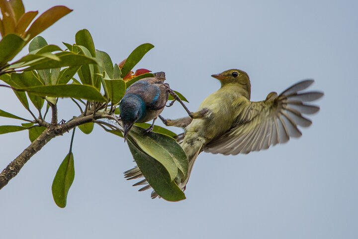 Birdwatching Tour: unlock the wonder, whether beginner or advanced in ...