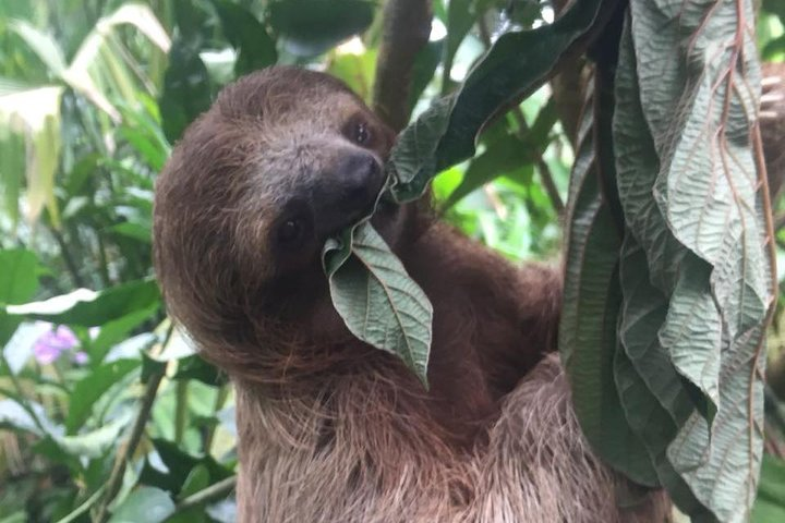 Sloths, Monkeys and Waterfall Experience in Playa Hermosa | Pelago