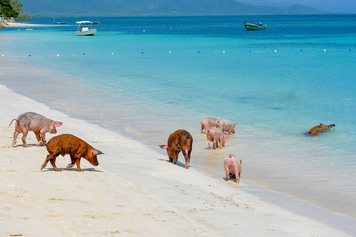 카바레테의 Paradise and Pigs Full Day Excursion from Puerto Plata with Lunch ...