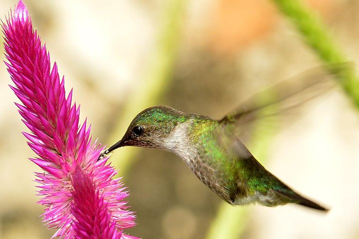 Private Birdwatching in Los Haitises National Park in Samana | Pelago
