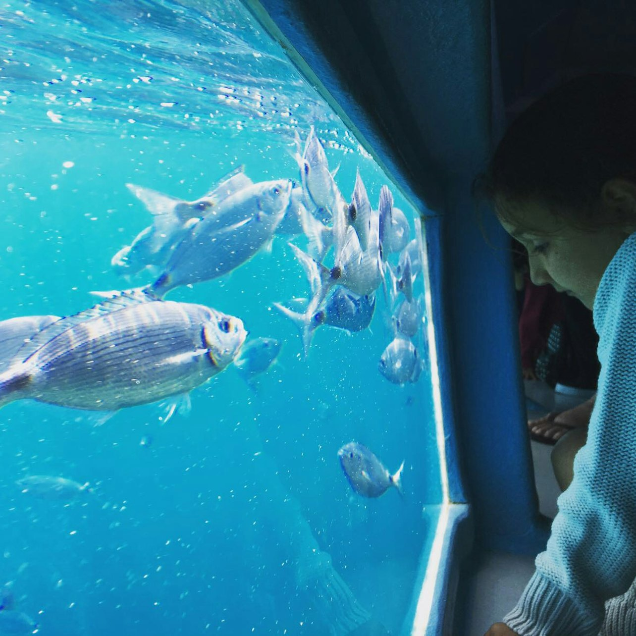 Aquarium Glass Bottom Boats