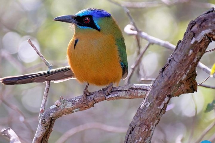 ETHIOPIA BIRDWATCHING— 10 Days in Addis Ababa | Pelago