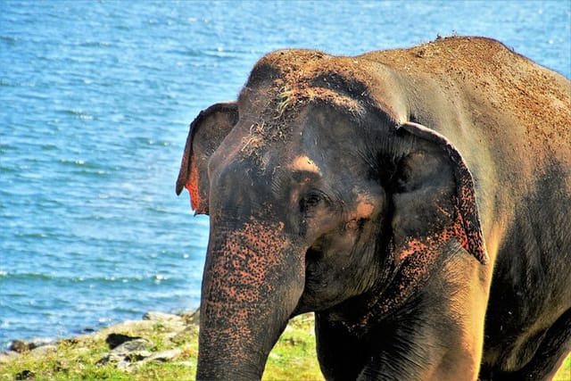 Elephant Rescue Center day excursion from Delhi in New Delhi | Pelago