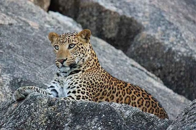 Ranakpur Leopard Jeep Safari in Udaipur | Pelago