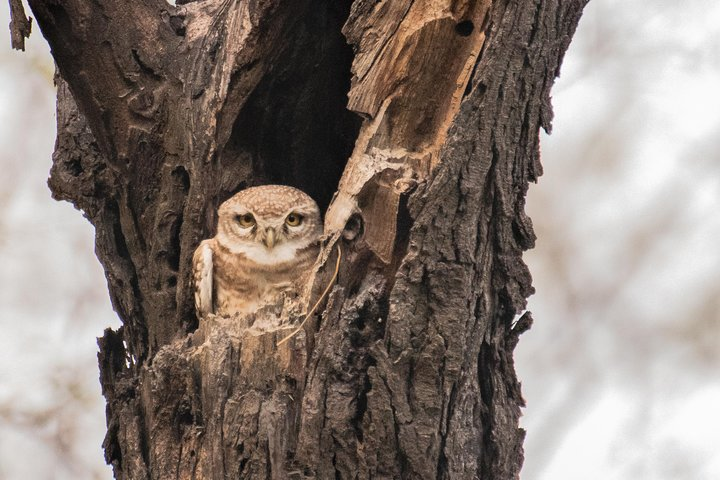 Sultanpur Birding Escapade in New Delhi | Pelago