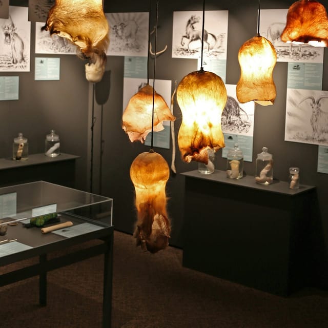Penis Museum: Entry Ticket in Reykjavík | Pelago