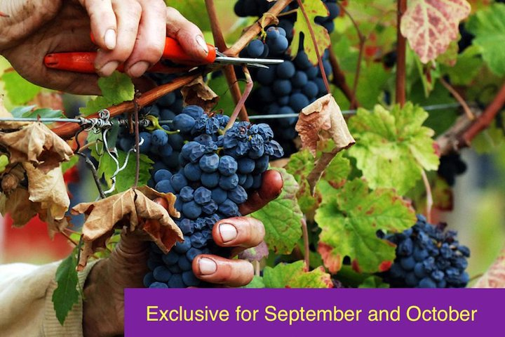 Grape stomping and harvest experience: wine & tasting tour Rome in Rome ...