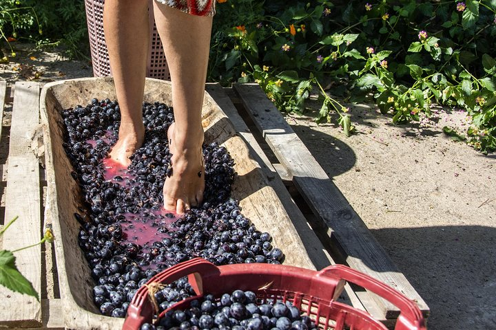 Private Grape stomping in Chianti from Florence in Florence | Pelago