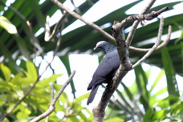Bird Feeding Sanctuary & Montego Bay Highlight Tour in Montego Bay | Pelago
