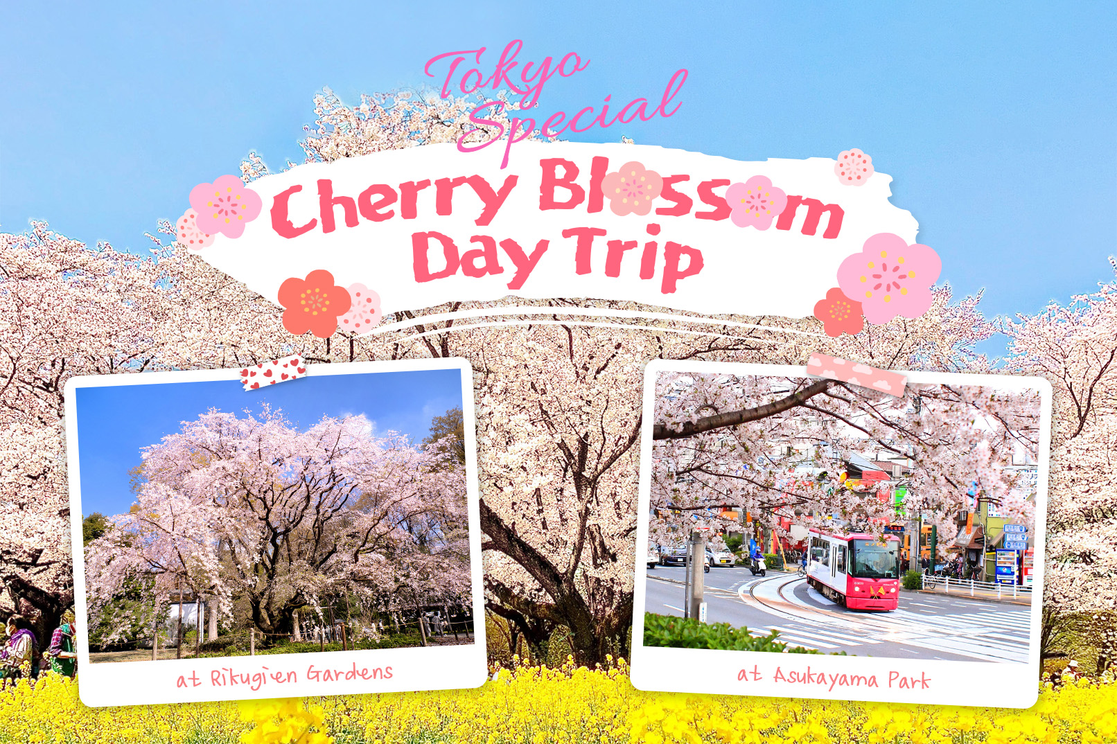 도쿄의 Cherry Blossom Special: Showa Kinen Park + Rikugien Gardens ...