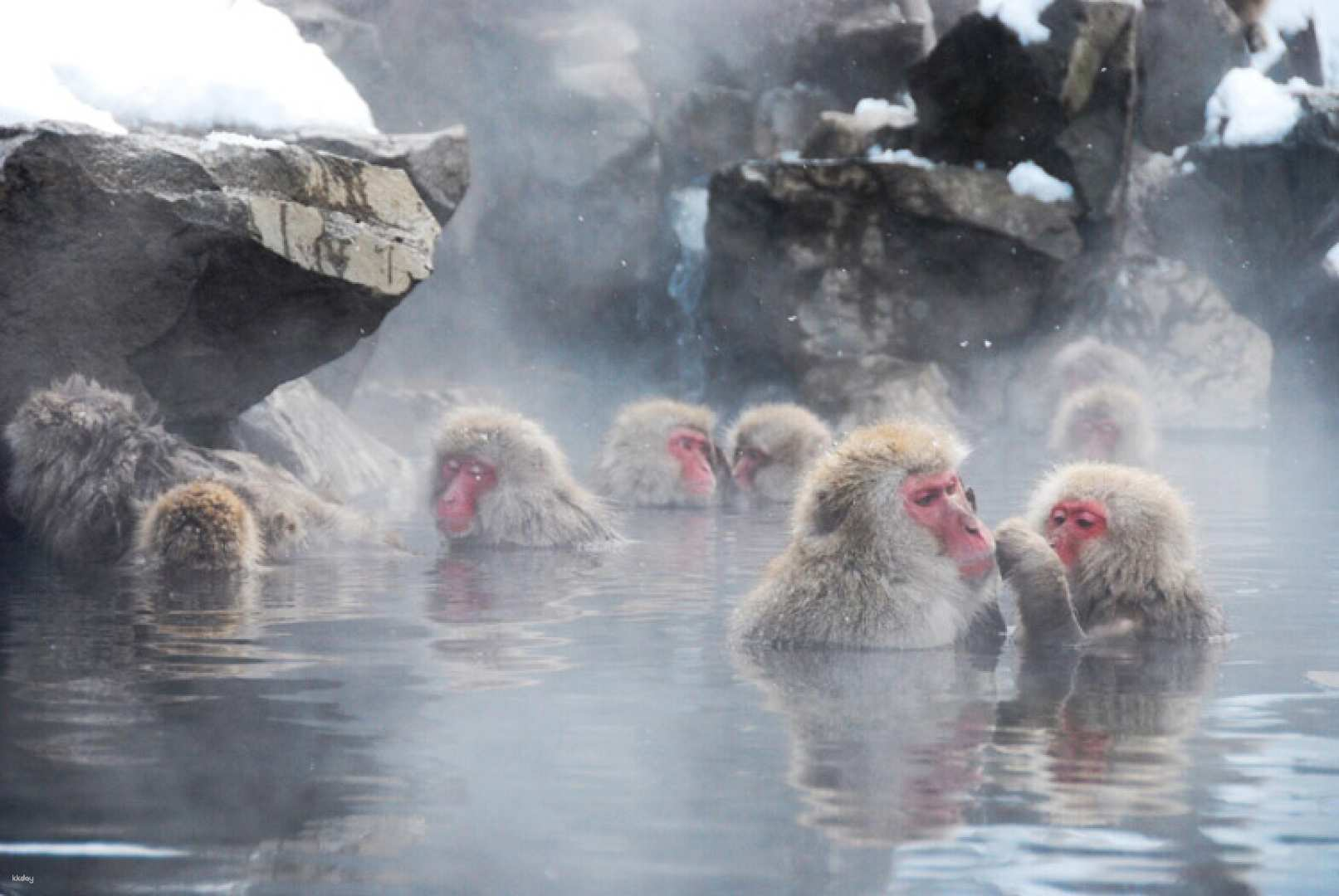 Nagano Day Trip｜Snow Monkey Hot Spring｜Jiglodani Monkey Park｜Departure ...