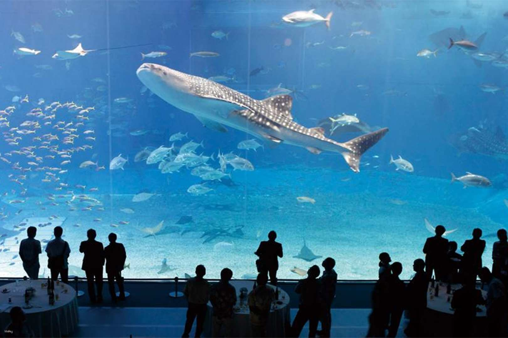 Okinawa의 Northern Okinawa One-Day Bus Tour | Churaumi Aquarium, Kouri ...