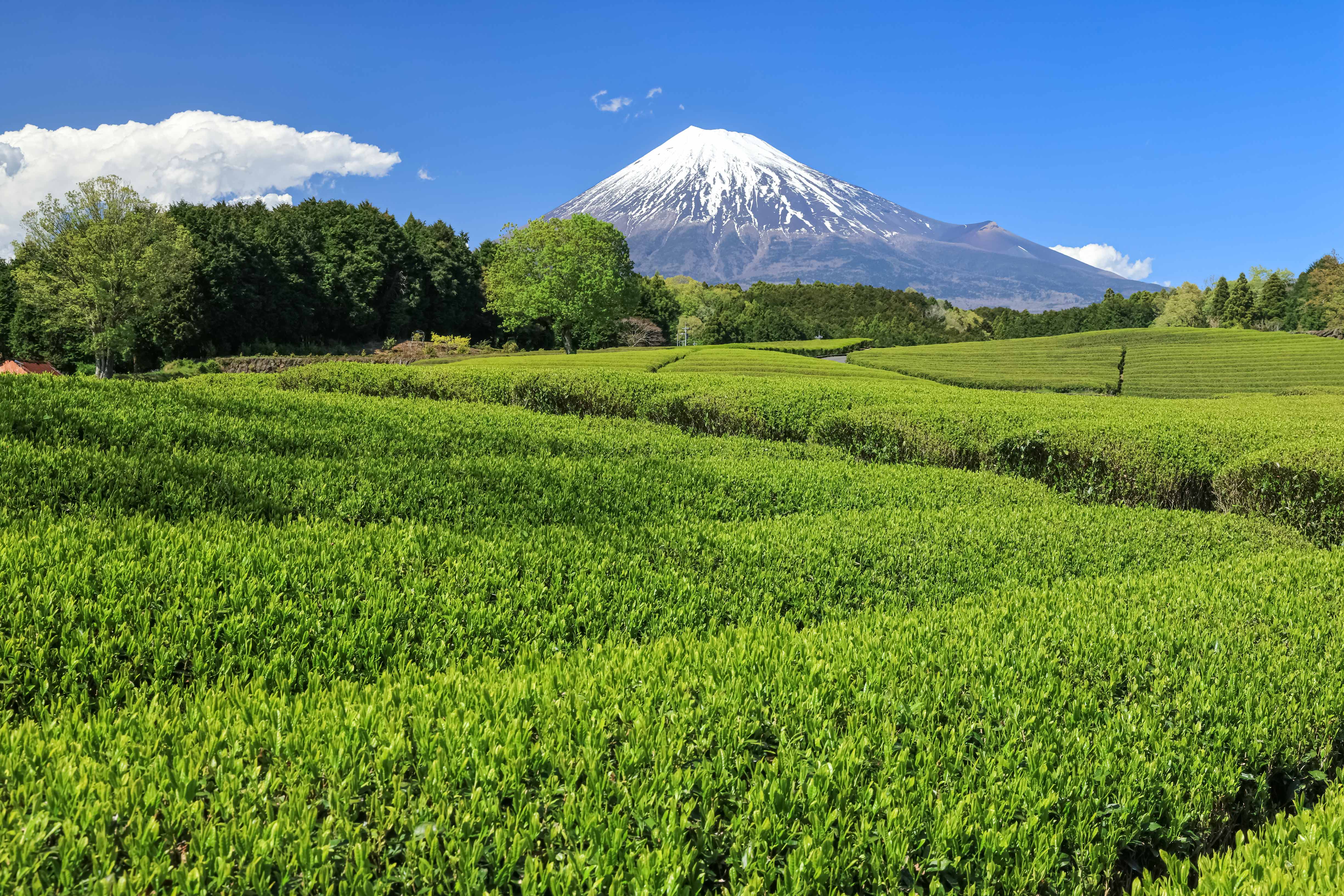 Tea Plantation and Feeding Experience 1 Day Bus Tour from Nagoya in ...