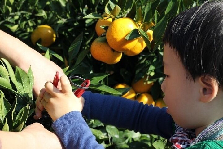Jeju Tangerine Picking & Camellia Flowers Private Tour in Jeju | Pelago