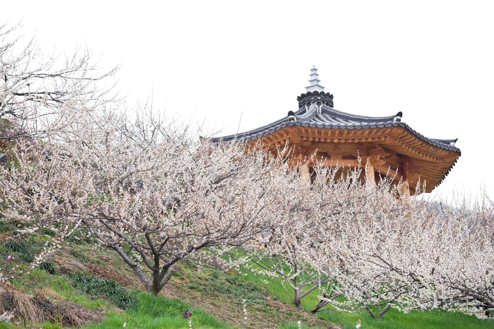 Gwangyang Plum Blossom Festival & Jeonju Hanok Village Day Tour ใน โซล ...
