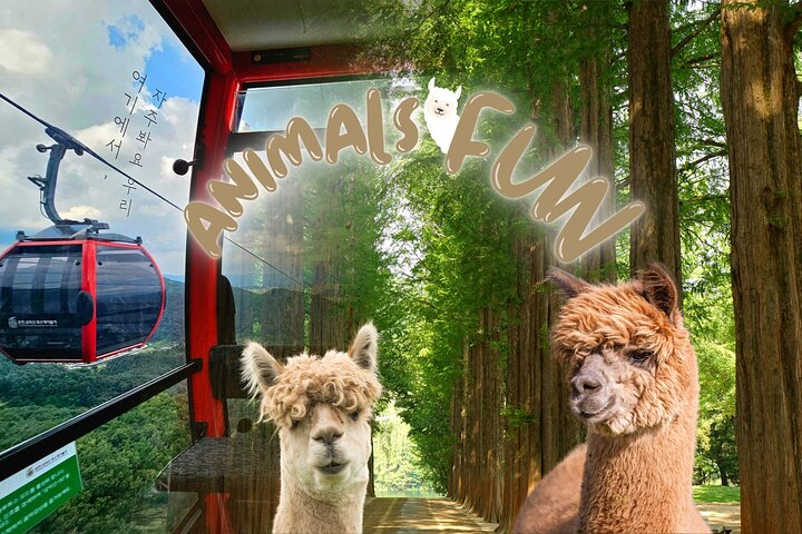 Samaksan Cable Car &Nami Island with Alpaca in Seoul | Pelago