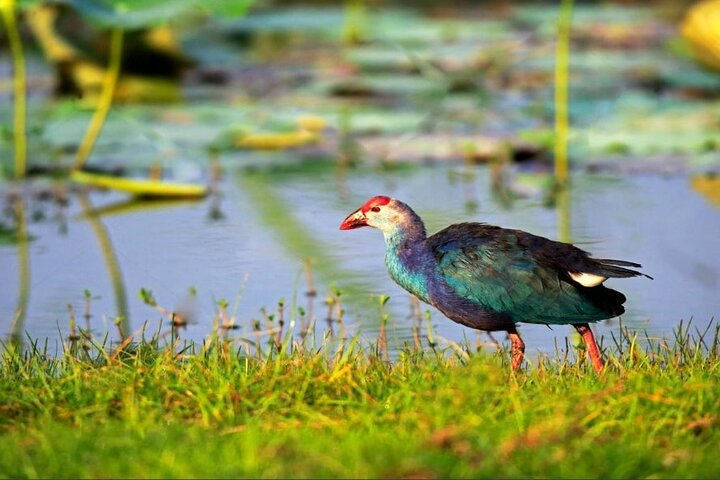 갈레의 Kalametiya Bird Sanctuary Catamaran Bird Watching Tour | Pelago