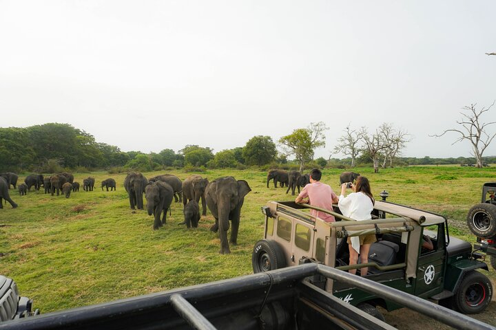Minneriya National Park Half Day Elephant Safari in Anuradhapura | Pelago