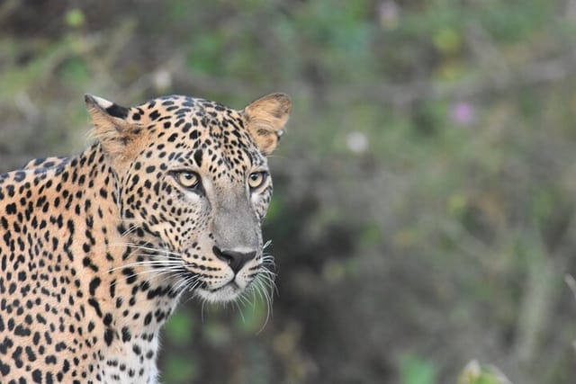 Special Leopard Safari Tour in Yala National Park by Malith & the team ...