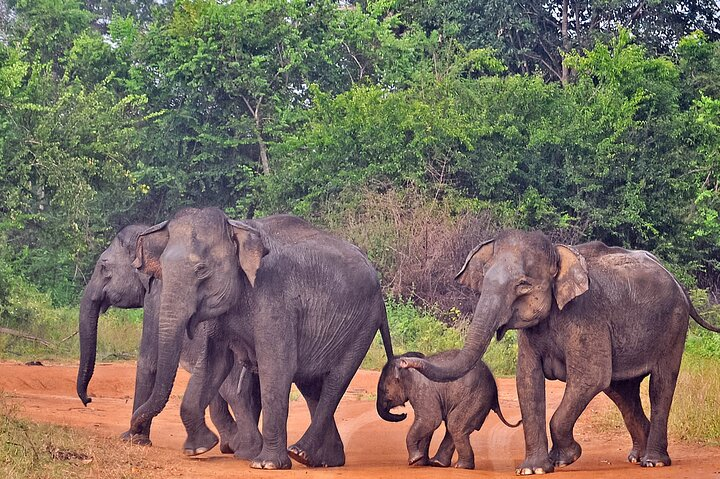 Udawalawe National Park Safari from Talpe in Talpe | Pelago