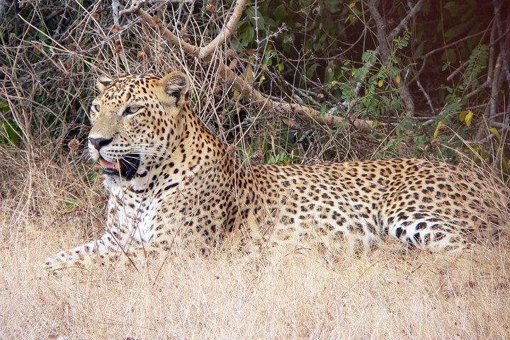 Yala Leopard Safari from Hambantota & Return in Yala National Park | Pelago