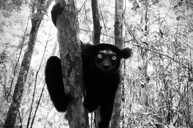 5 Days Private Tour in Eastern Madagascar in Antananarivo | Pelago