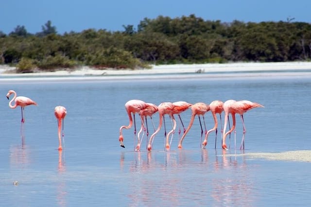 Private Rio Lagartos Flamingo and pink lakes in Cancún | Pelago