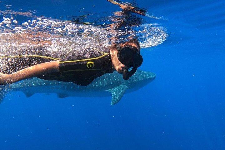 Whale Shark Encounter Full-Day all inclusive Tour from Riviera Maya in Playa del Carmen | Pelago
