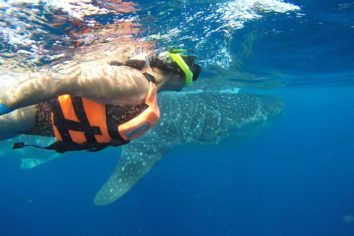 플라야 델 카르멘의 Whale Shark Tour from Cancun and Playa Del Carmen | Pelago