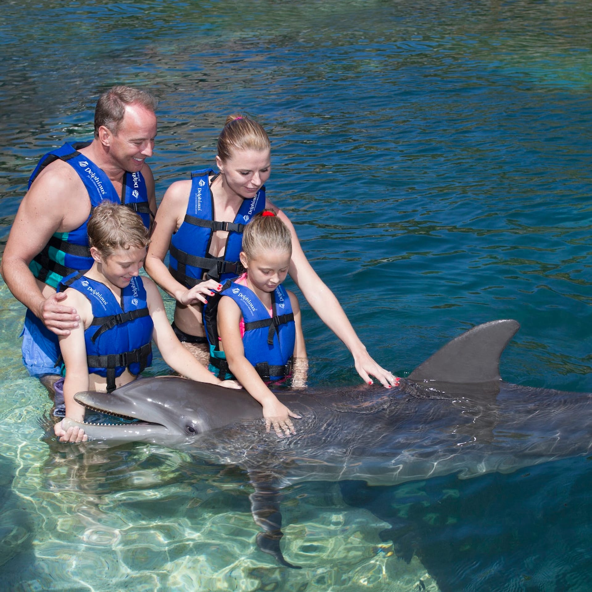 Xcaret Dolphin Show Swim With Dolphins In Riviera Maya | Dolphin