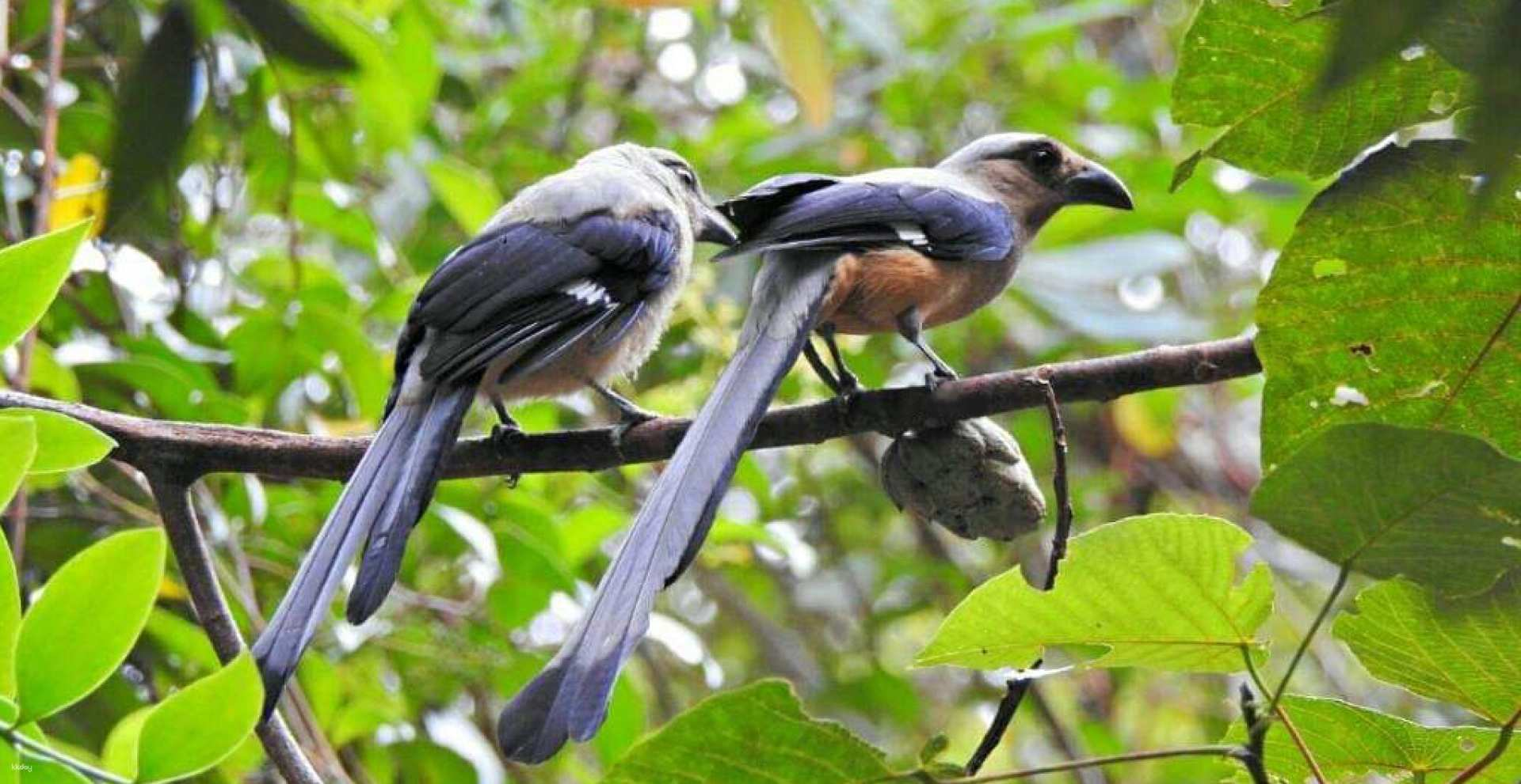 Kinabalu Park Bird-Watching Shared Day Tour with Lunch | Sabah ...