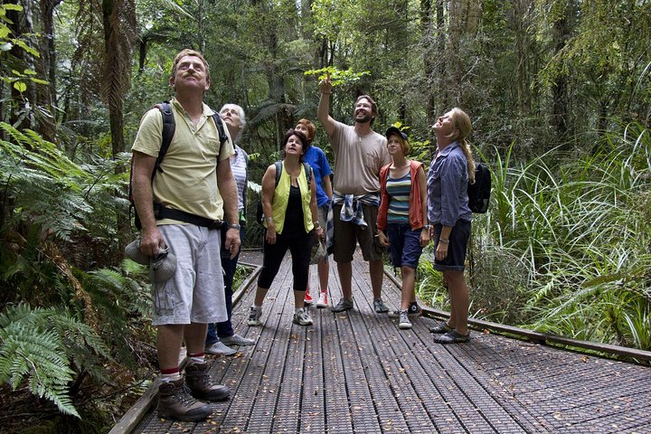 Bay of Islands Shore Excursion: Puketi Rainforest Guided Walk in Bay of ...