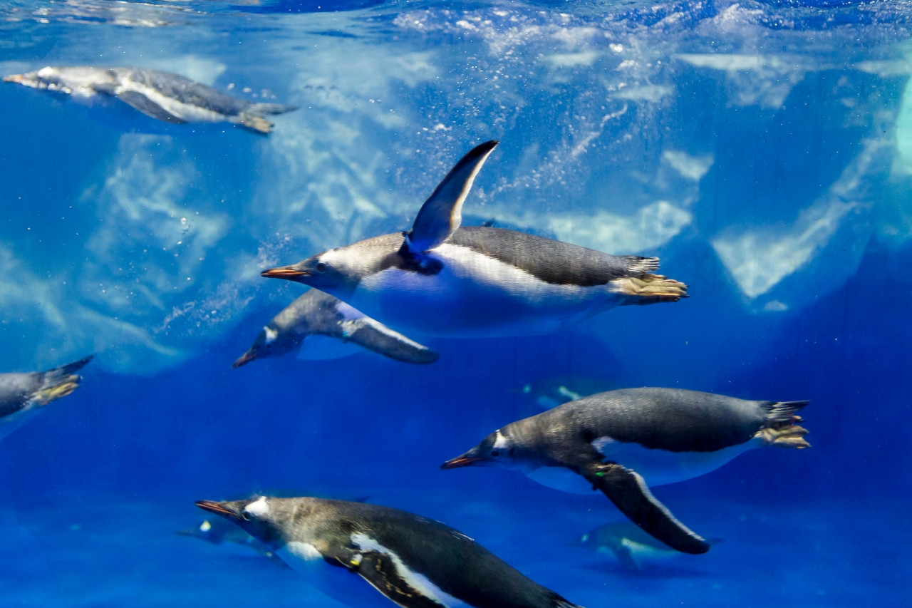 SEA LIFE Kelly Tarlton's Aquarium in Auckland | Pelago