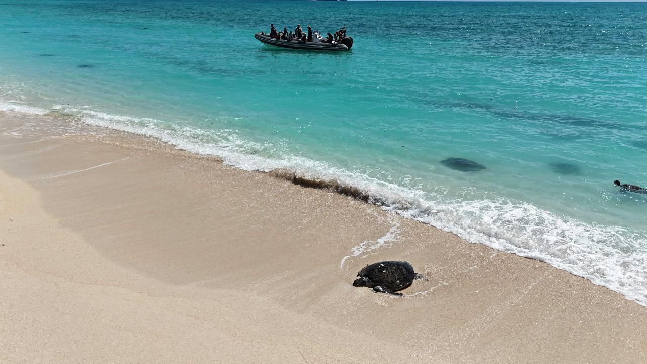 Archipelago Wildlife & Island Tour in Western Australia | Pelago